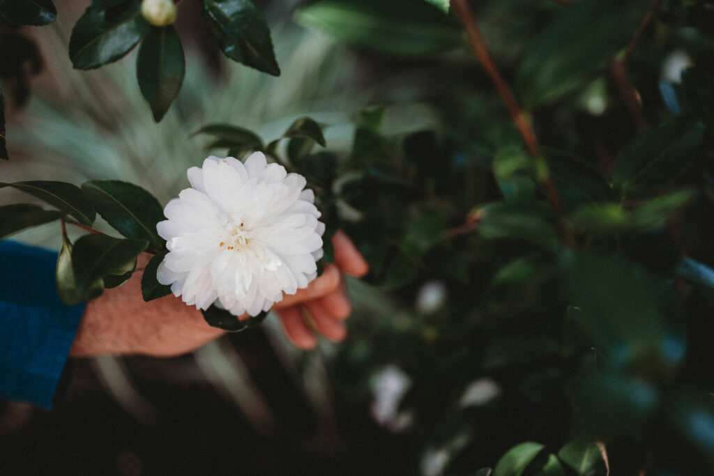 Mediumship Certification - Level I - SCHOOL OF MYSTICAL ARTS